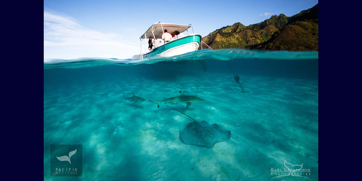 Pacifik Attitude : Excursions nautiques à Moorea, observation des ...